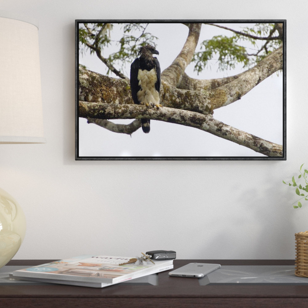 East Urban Home 'Harpy Eagle Adult Female' Framed Photographic Print on Canvas | Wayfair